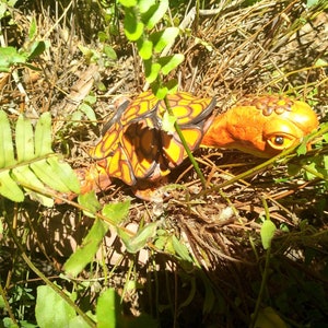 New Polymer Clay Handmade Box Turtle, Decorative Turtle Hand Sculpted ...