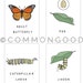 Printable Monarch Butterfly Bundle | Digital Download | Preschool ...
