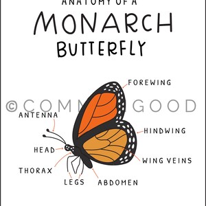 Printable Monarch Butterfly Bundle | Digital Download | Preschool ...