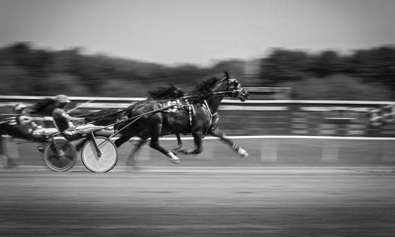 White Standardbred Horse
