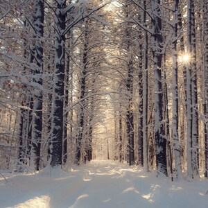 Photography Print of a Snow Covered Path Surrounded by Trees on a Sunny ...