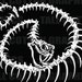 Snake With Fangs Vinyl Window Decal BS077 - Etsy