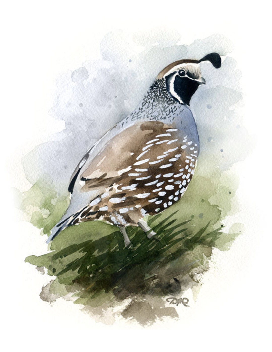 Quail Art Print Watercolor Painting by Artist DJ Rogers Wildlife Wall ...