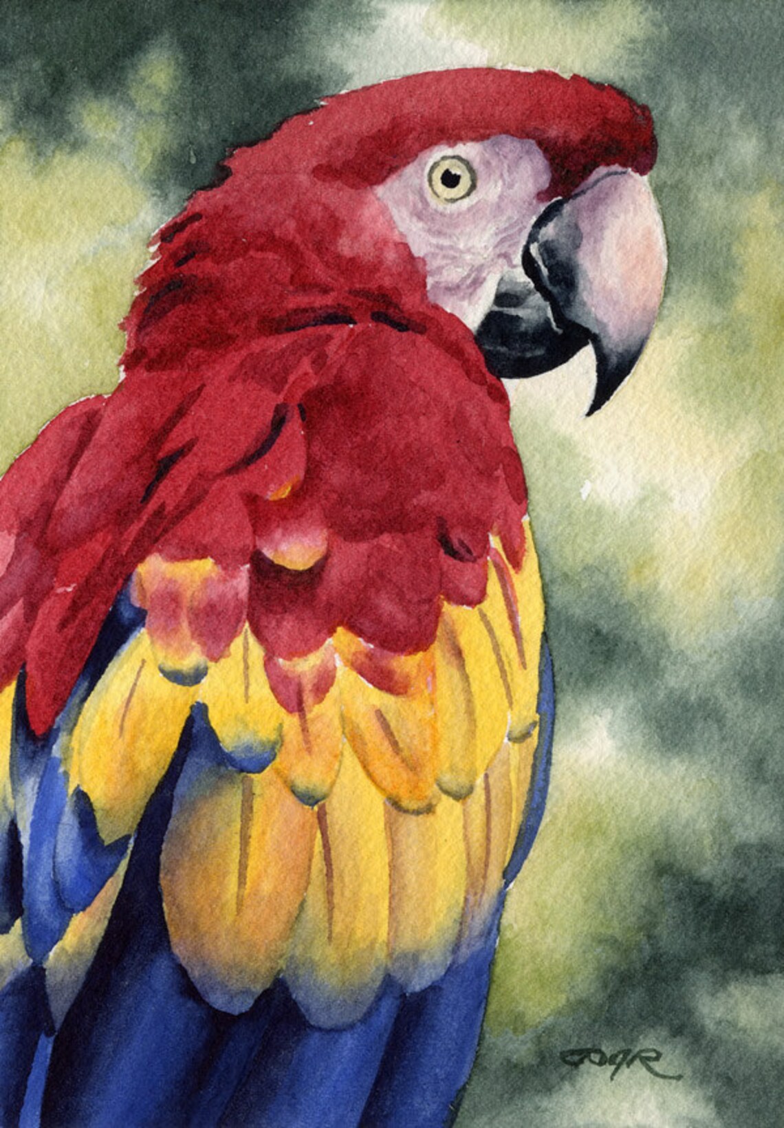 Scarlet Macaw Original Watercolor Painting by Artist DJ - Etsy