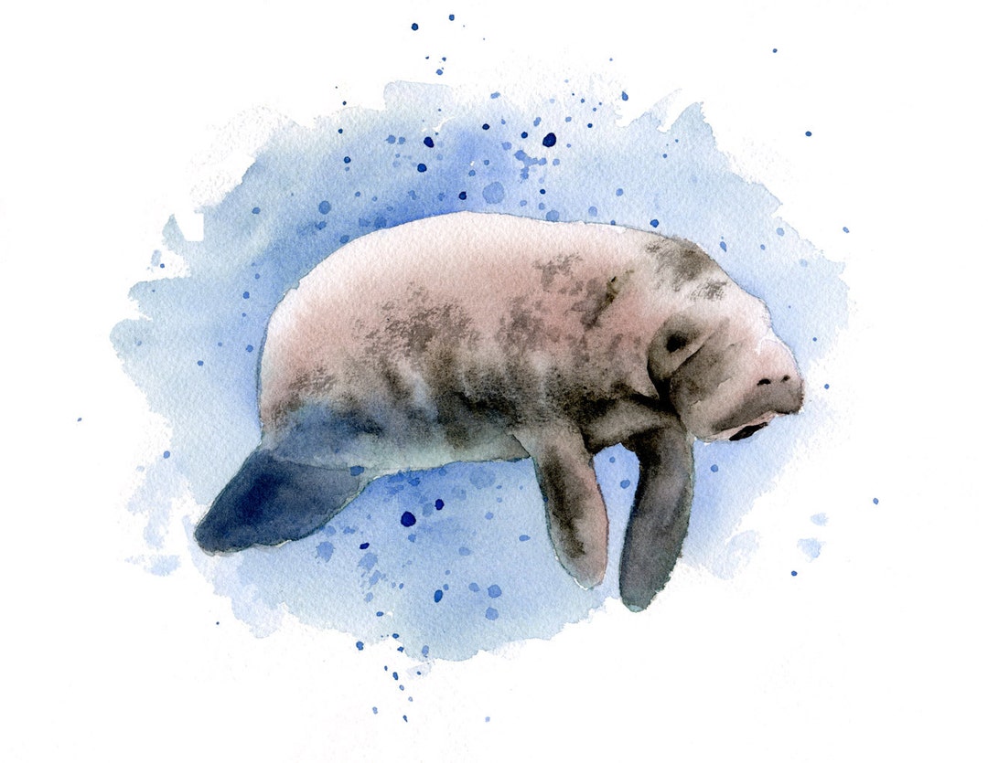Manatee Art Print - Watercolor Painting by Artist DJ Rogers - Wildlife ...
