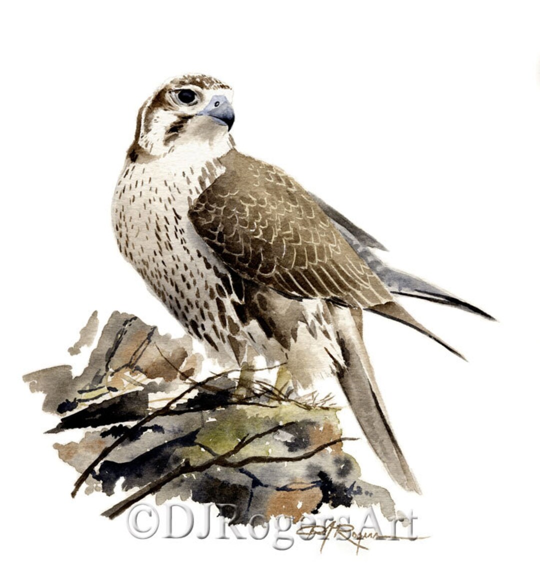 Prairie Falcon Art Print - Watercolor Painting by Artist DJ Rogers ...
