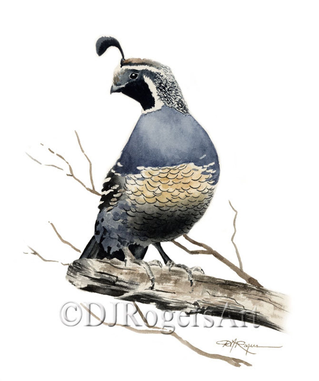 California Quail Art Print - Watercolor Painting by Artist DJ Rogers ...