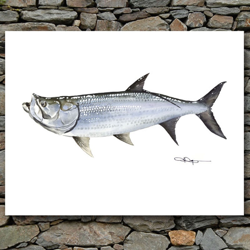 Tarpon Art - Etsy