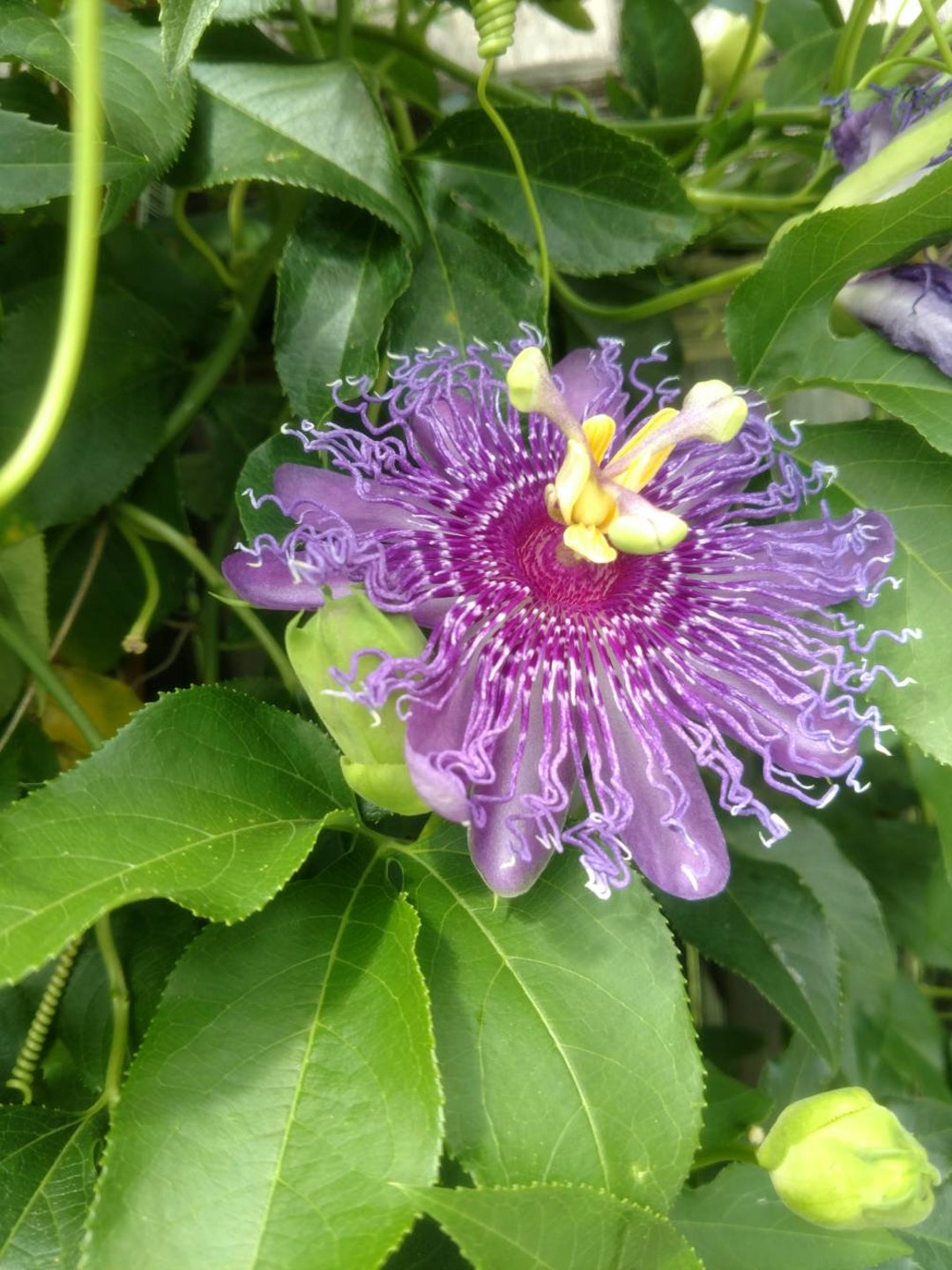 A***BIG SALE!!!! Passionvine Purple Maypop Seed Pods Fresh. Sale 10 ...
