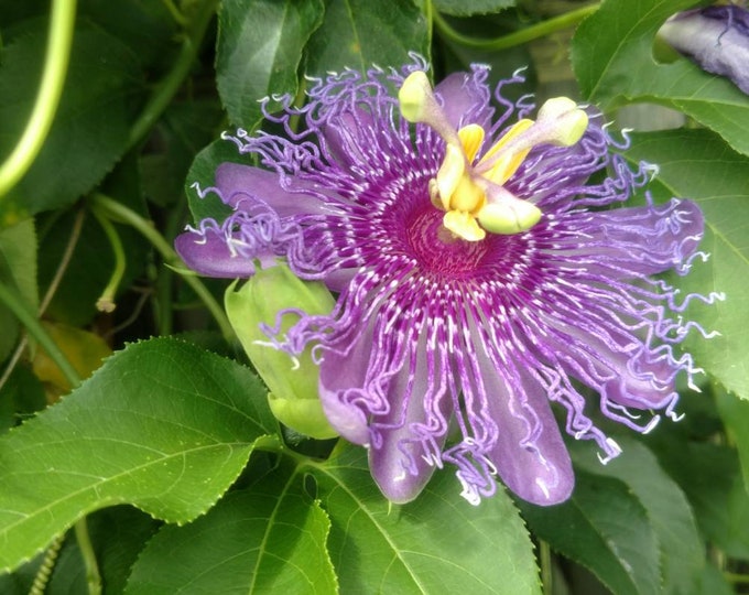 Passionvine Purple Maypop Seed Pods Fresh. Sale 5 Pods, Free Ship, Free ...
