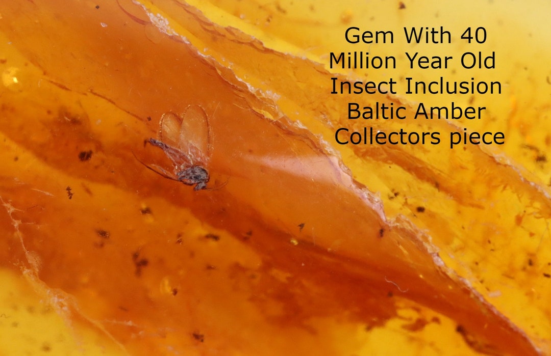 Inclusion in Amber / 40 Million Year Old Insect Inclusion in Clear ...