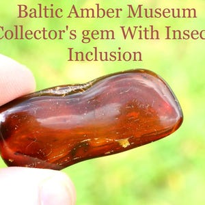 Baltic Amber Museum Collector's Gem With Small Insects Inclusion ...