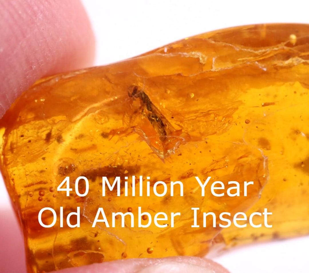 40 Million-year-old Amber Insect Inclusion | Perfect Starter Fossil for ...