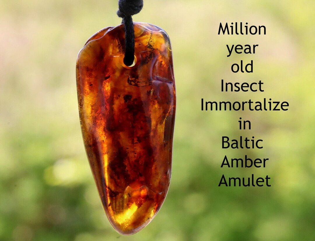 Insect Preserved in 40 Million Year Old Baltic Amber / Insects in ...