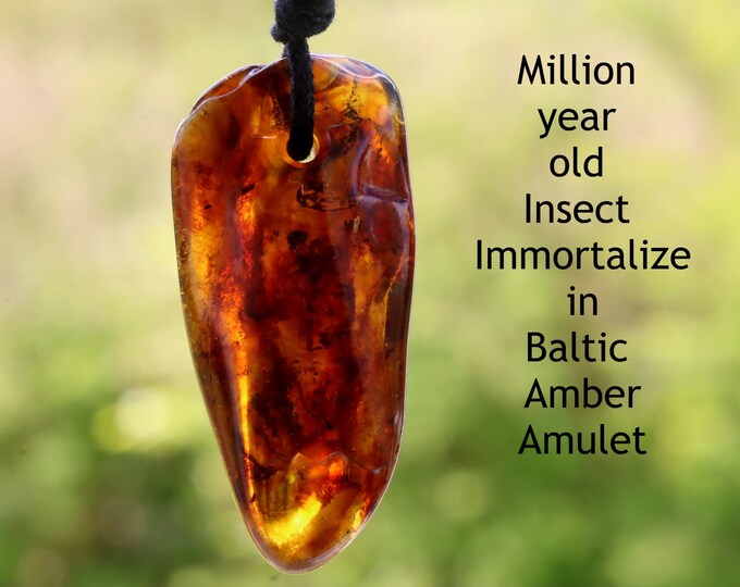 Insect Preserved in 40 Million Year Old Baltic Amber / Insects in ...
