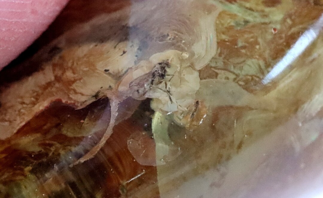 Remarkable Large Baltic Amber Gemstone With 4 X Insects Inclusions ...