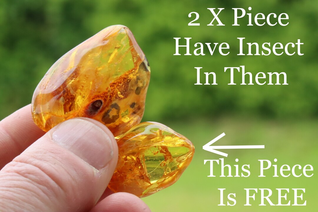 Baltic Amber Museum Collector's Gem With Insects Inclusion With FREE ...