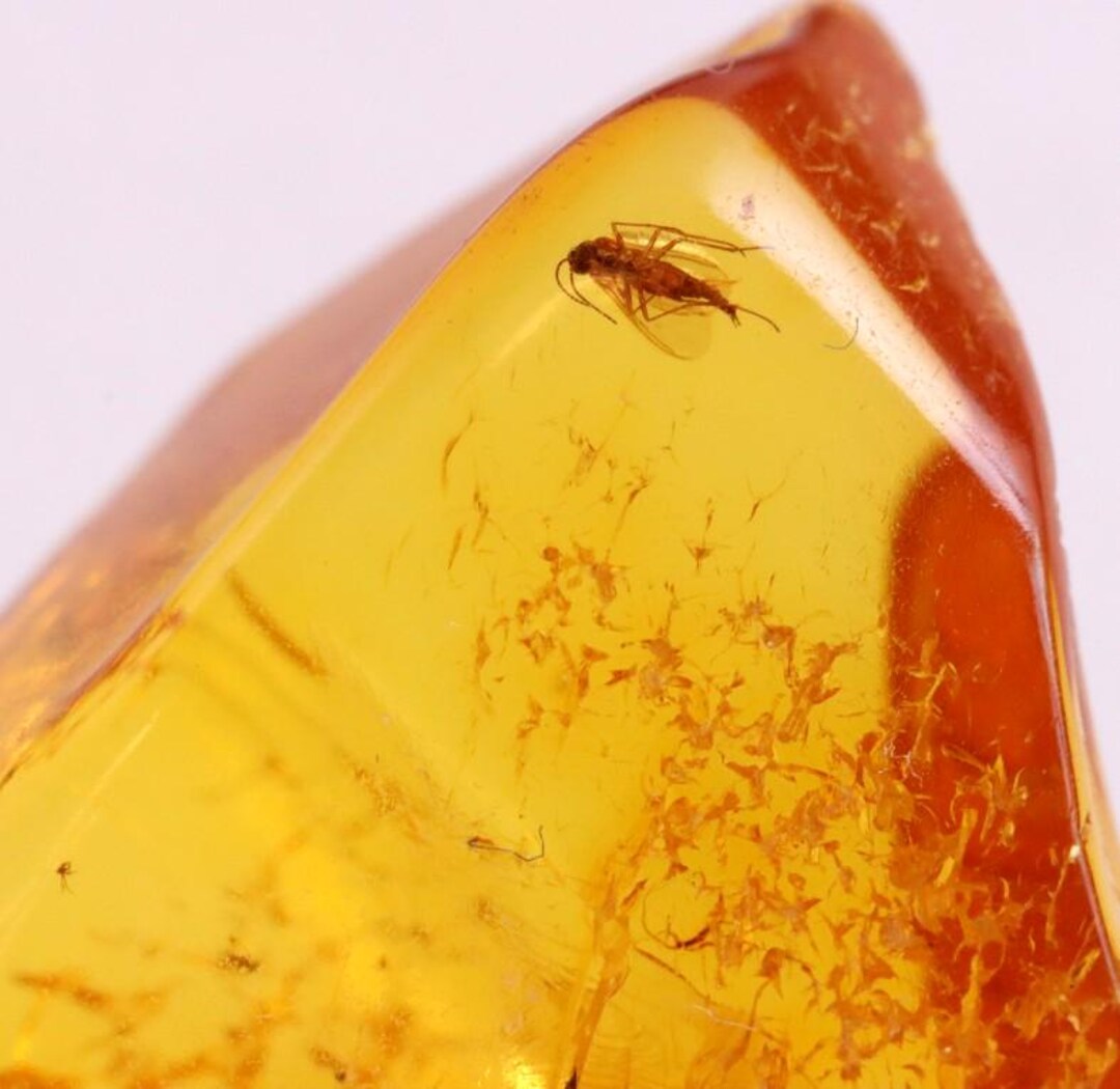 40 Million Year Old Amber Insect Inclusion A Lovely Small Piece to ...