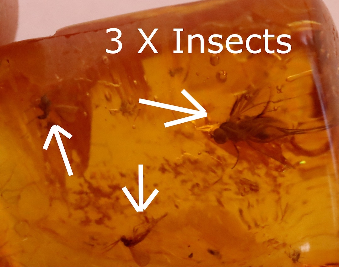 Unusual Insects in Amber 3 X 40 Million Year Old Insects Inclusion in ...