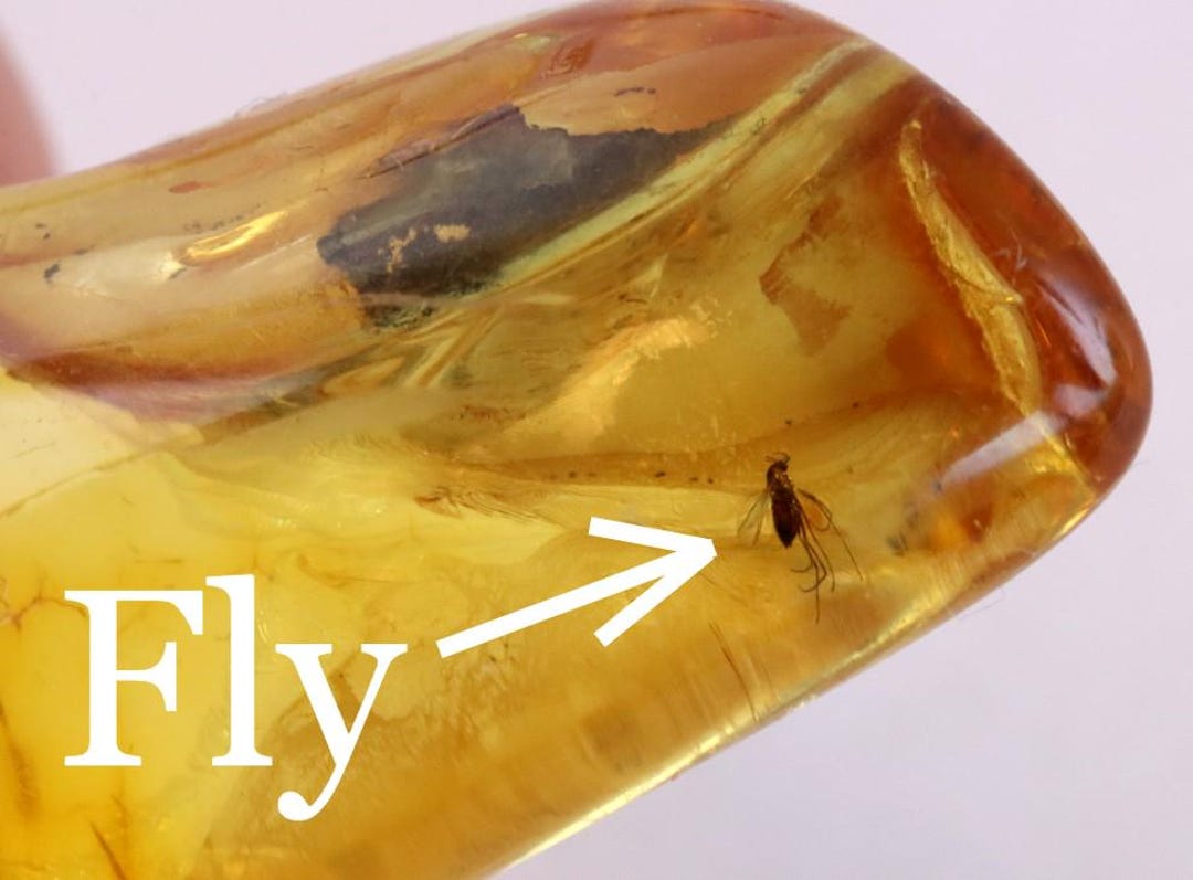 Geology Gift Baltic Amber Inclusion Collector's Gem / Fly Inclusion ...