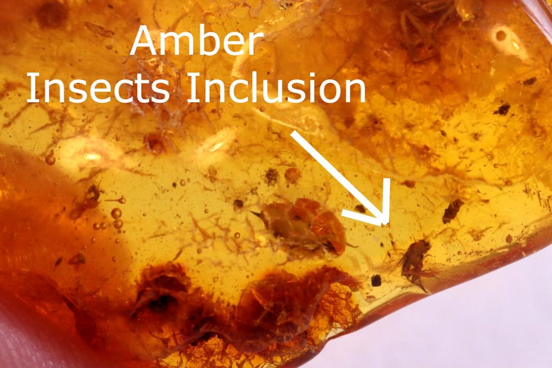 Baltic Amber Museum Collector's Gem With Fly Insect Inclusion / Geology ...