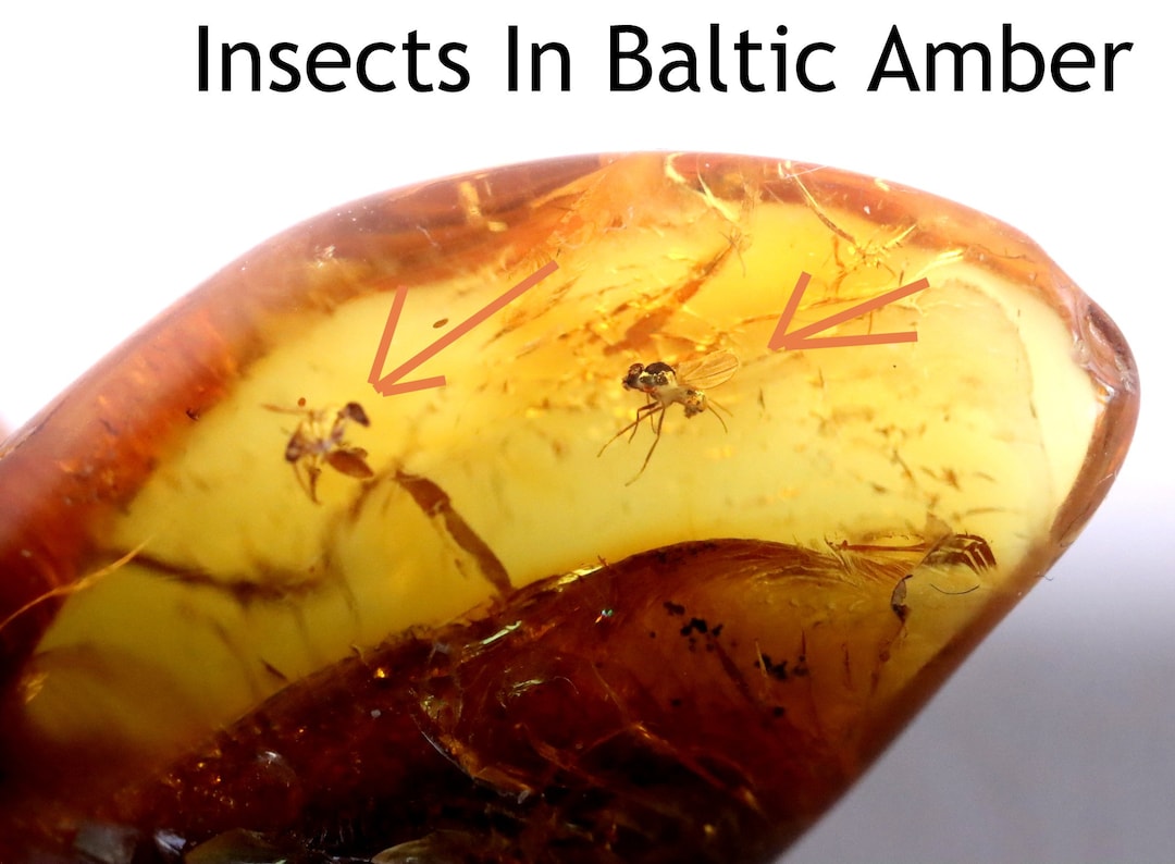2 X 40 Million Year Old Insect Inclusion in This Piece / Baltics Amber ...