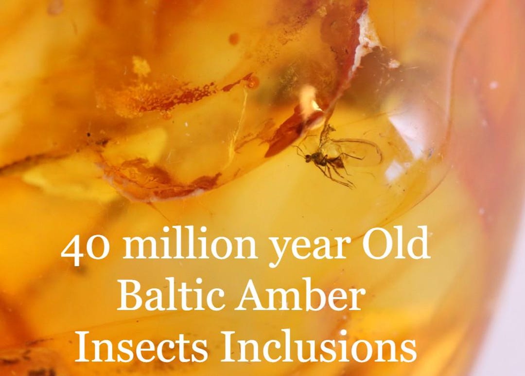Genuine Baltic Amber With Visible Insect Inclusion | Clear Fossil Resin ...