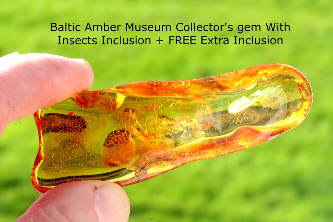 Baltic Amber Museum Collector's Gem With Insects Inclusion With FREE ...