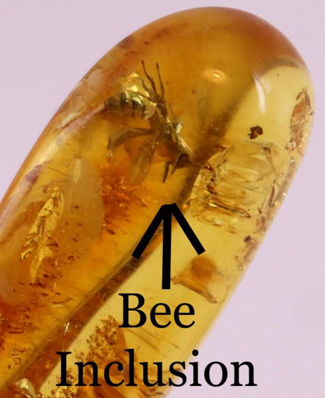Baltic Amber Museum Collector's Gem With Insects Inclusion / Geology ...