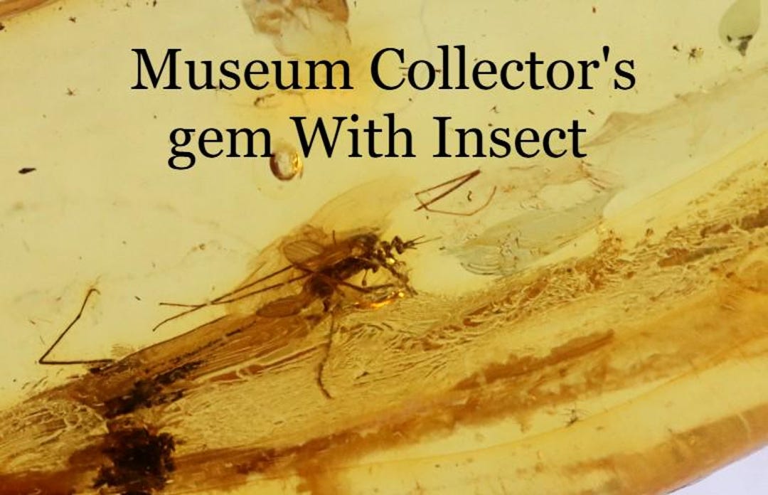 Baltic Amber Museum Collector's Gem With Insect Inclusion Also We Will ...