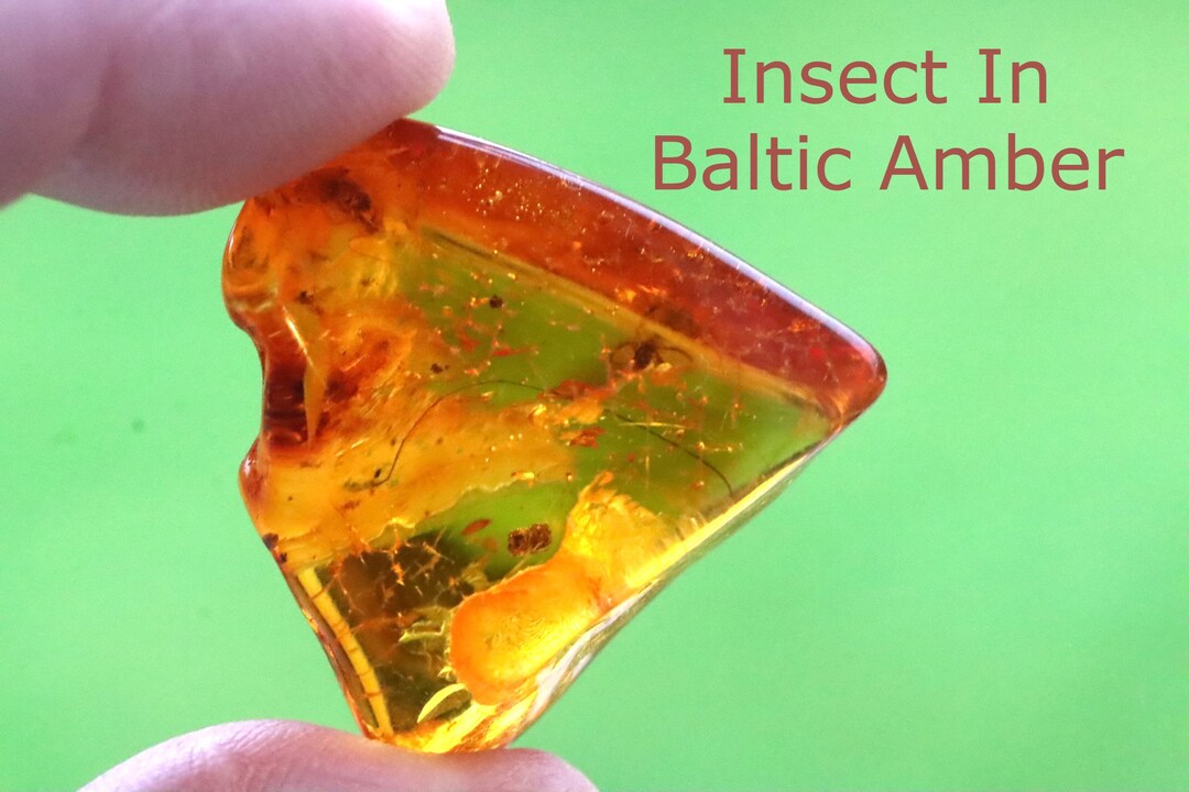 Insect in Amber 40 Million Year Old Inclusion in Baltic Amber - Etsy