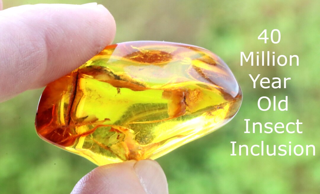 Insects Inclusion in Baltic Amber / Collector's Gem With Extra FREE ...