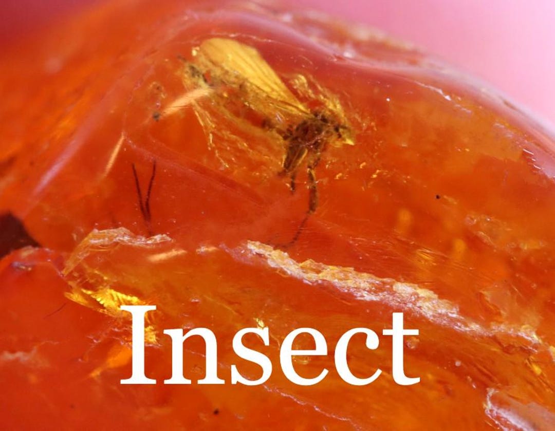 40 Million Year Old Baltic Amber With 3 X Insects / Amber Insects ...