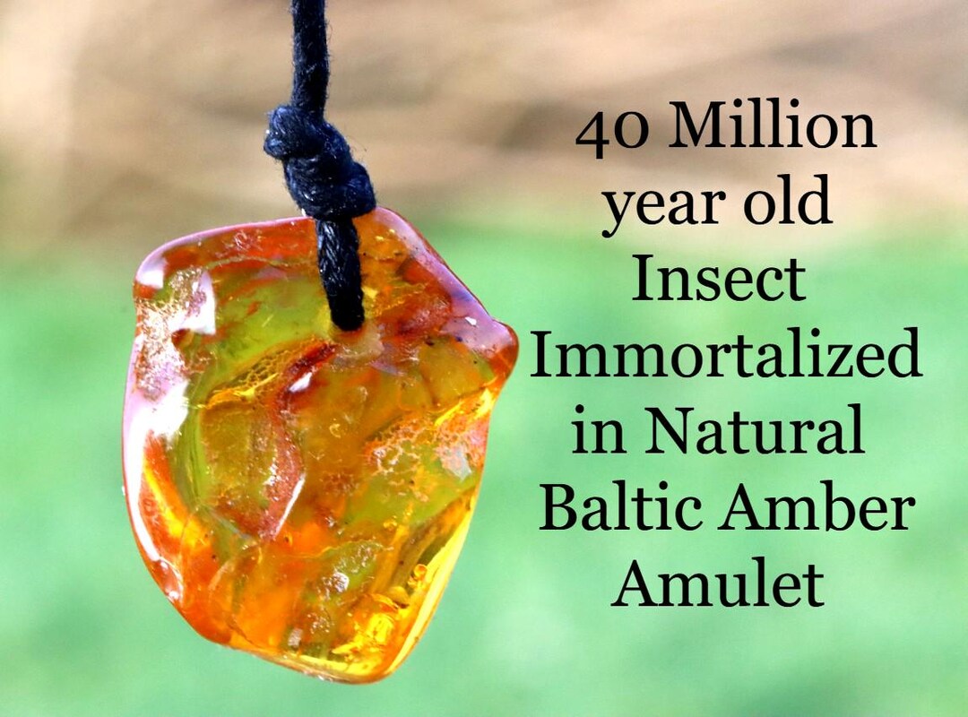 40 Million Year Old Insect Immortalized in Natural Baltic Amber Amulet ...