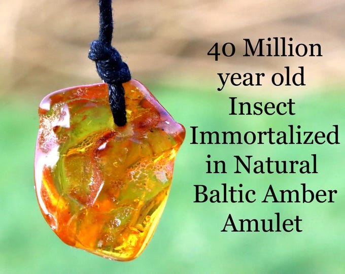 40 Million Year Old Insect Immortalized in Natural Baltic Amber Amulet ...