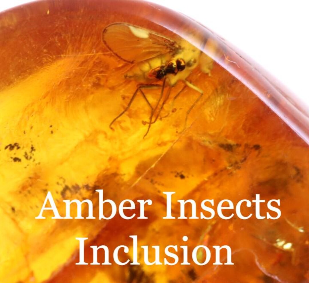 40 Million Year Old Insect Inclusion / Amber Insects Inclusion / Fossil ...