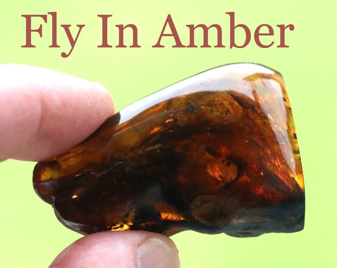 Insect Inclusion in Baltic Amber Small Piece / Affordable Amber ...