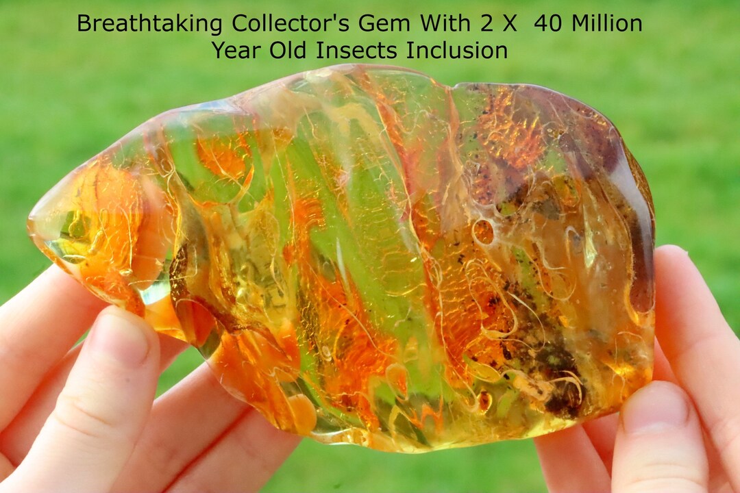 Breathtaking Collector's Gem With 2 X 40 Million Year Old Insects ...
