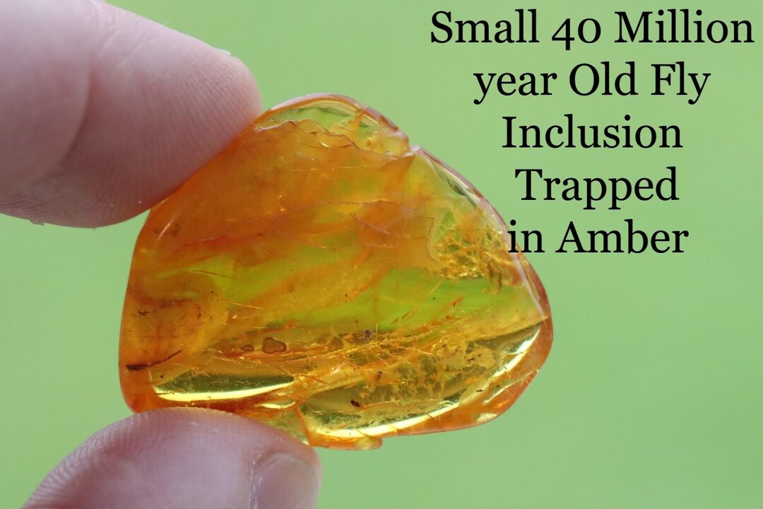 Baltic Amber Gem Small 40 Million Year Old Fly Inclusion Trapped in ...