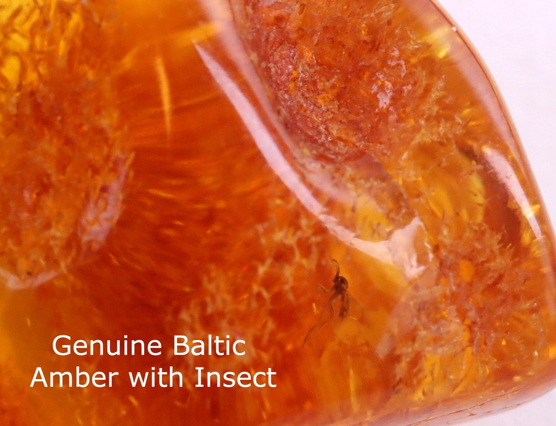 40 Million Year Old Insect Inclusion Insect in Baltic Amber / Jurassic ...
