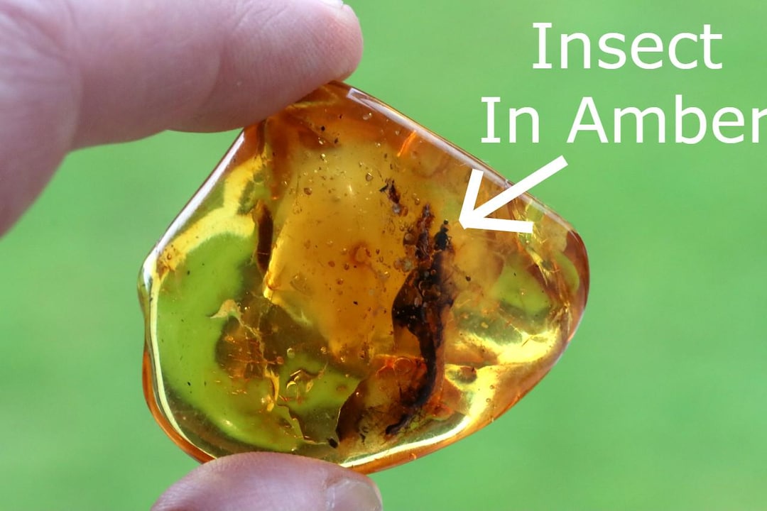 Museum Collector's Gem With 40 Million Year Old Insects Inclusion in ...