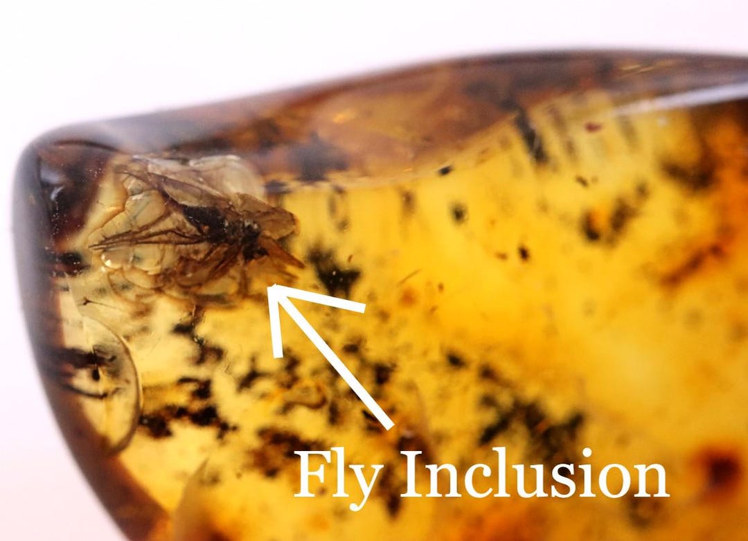 Fly in 40 Million-year-old Baltic Amber – Rare Insect Inclusion ...