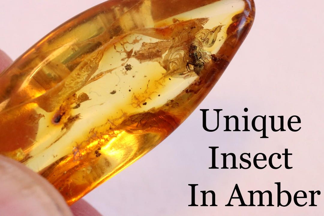 40 Million Year Old Baltic Amber Insect Inclusion Small Piece / Genuine ...