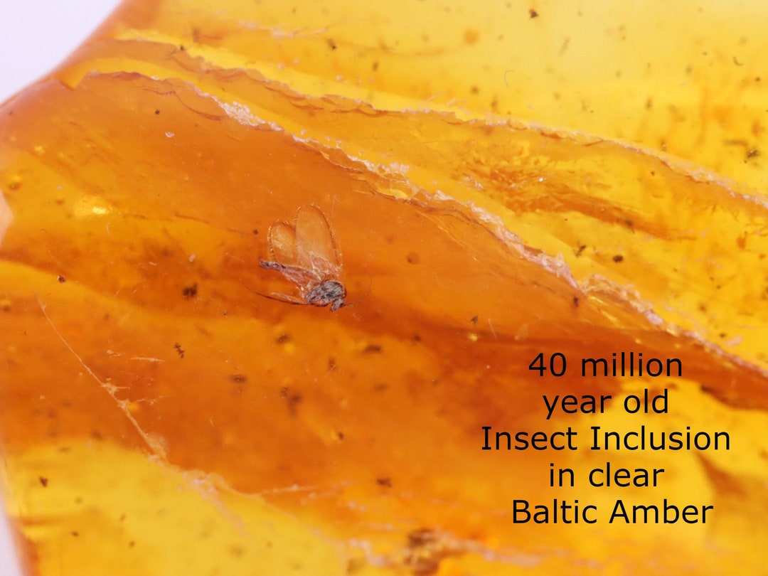 40 Million Year Old Insect Inclusion in Clear Baltic Amber / Gem With ...