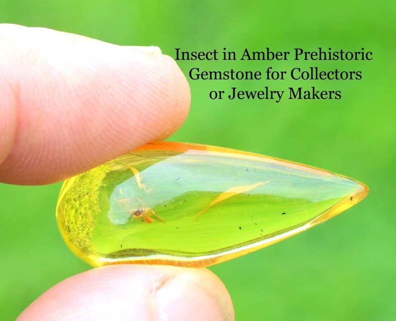 Insect Inclusion in Baltic Amber / Rare Fossil Insect in Amber - Etsy