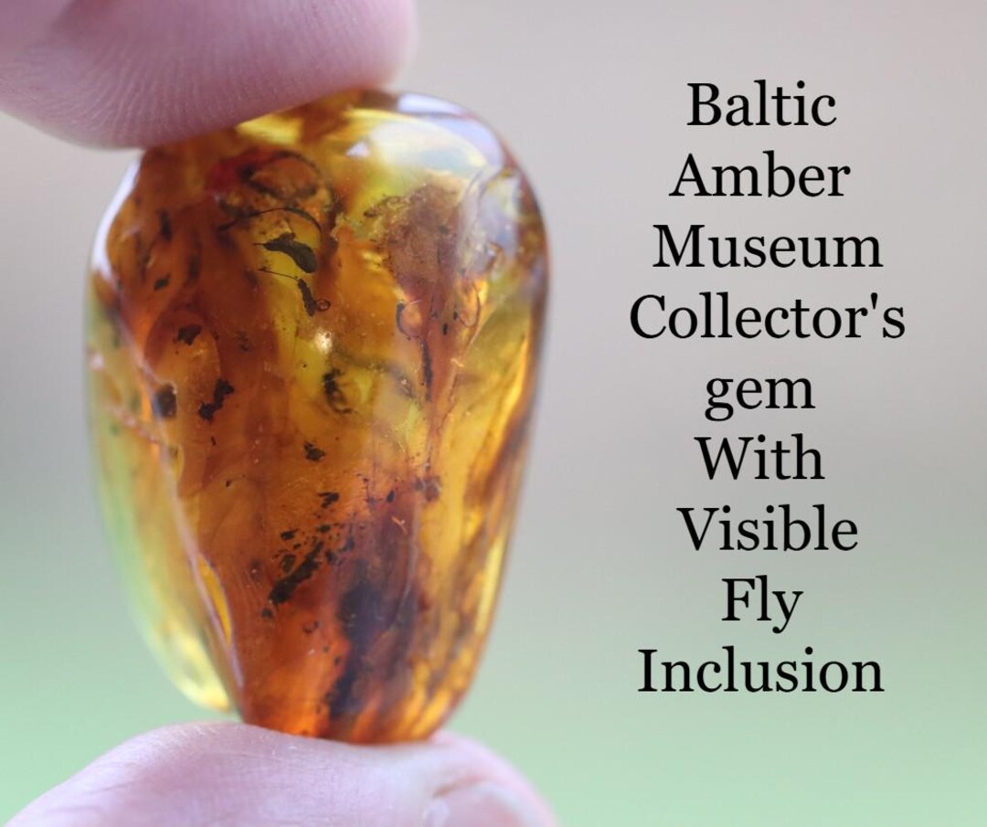 Baltic Amber Museum Collector’s Gem With Visible Fly Inclusion ...