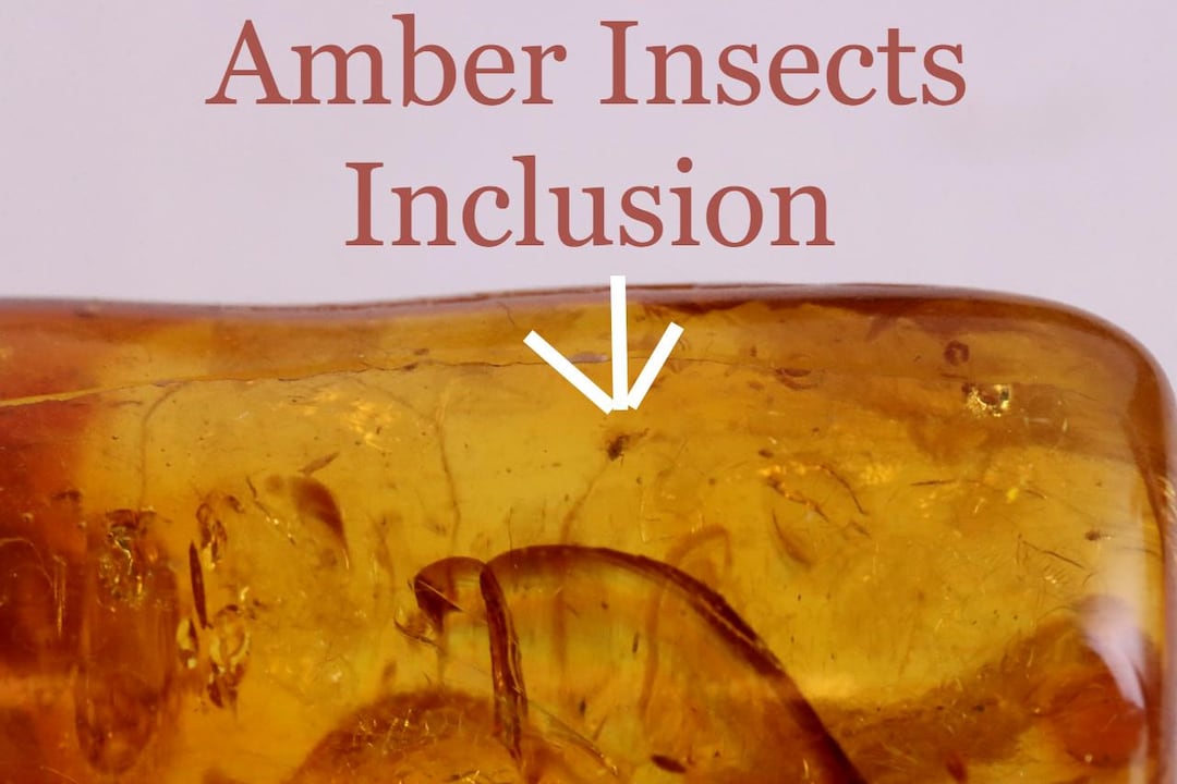 40 Million Year Old Insects in Amber / Amber Insects Inclusion / Fossil ...