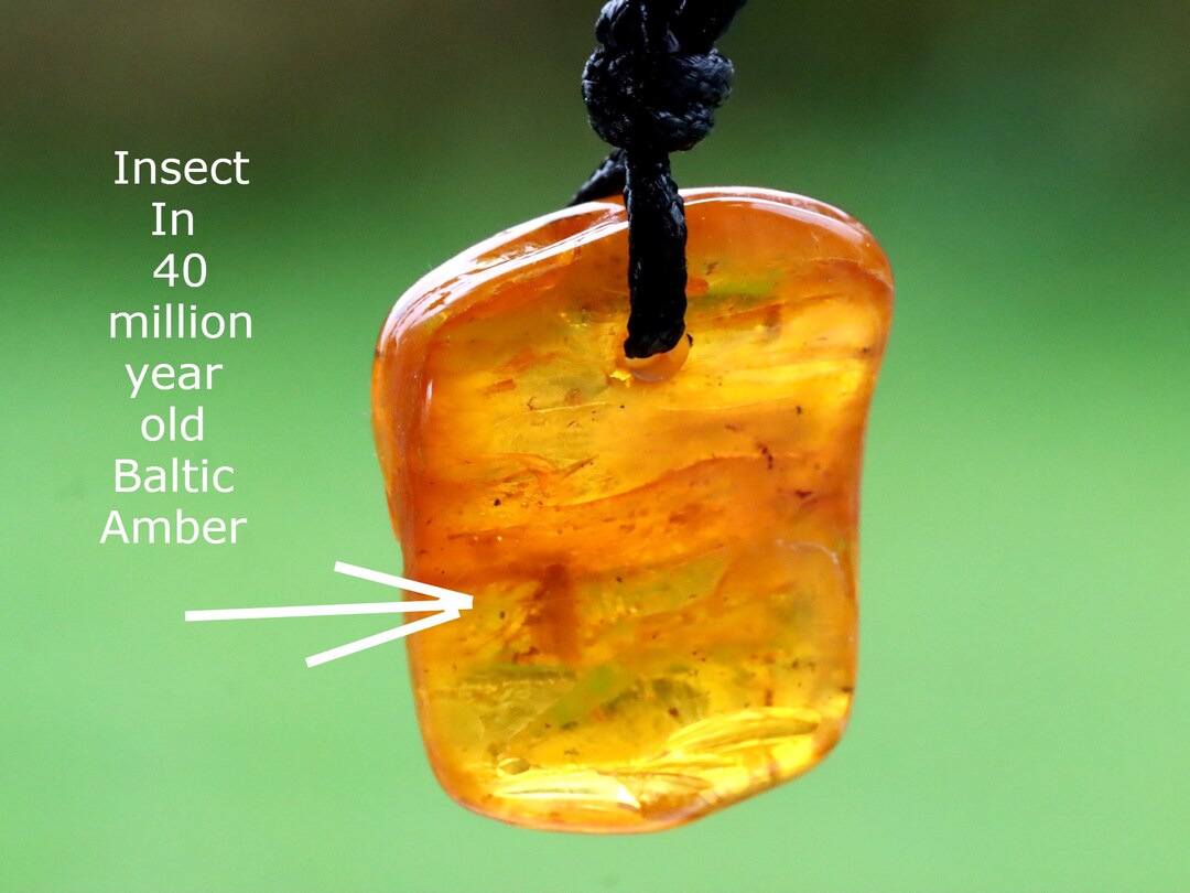 Insect in 40 Million Year Old Baltic Amber / Amber Insects - Etsy