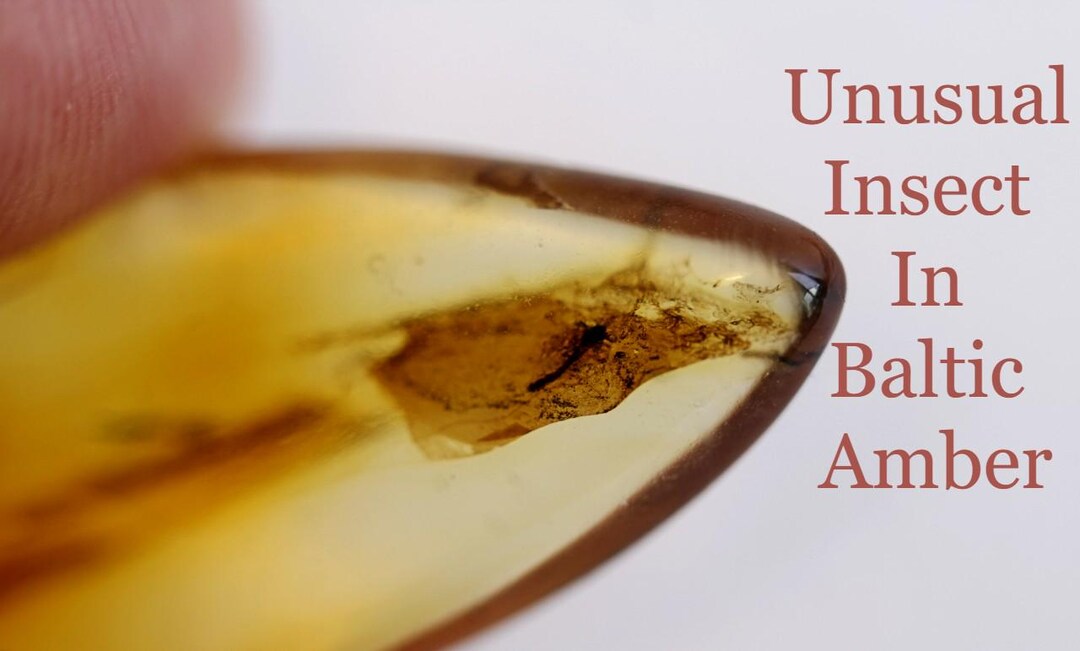Insects Inclusions in Baltic Amber / Bugs in Amber / Unique Fossil ...
