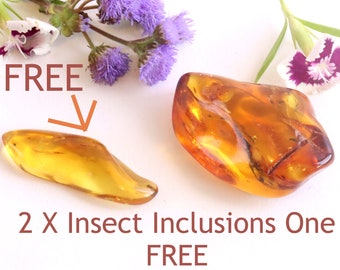 Baltic Amber Museum Collector's Gem With Insects Inclusion FREE Extra ...